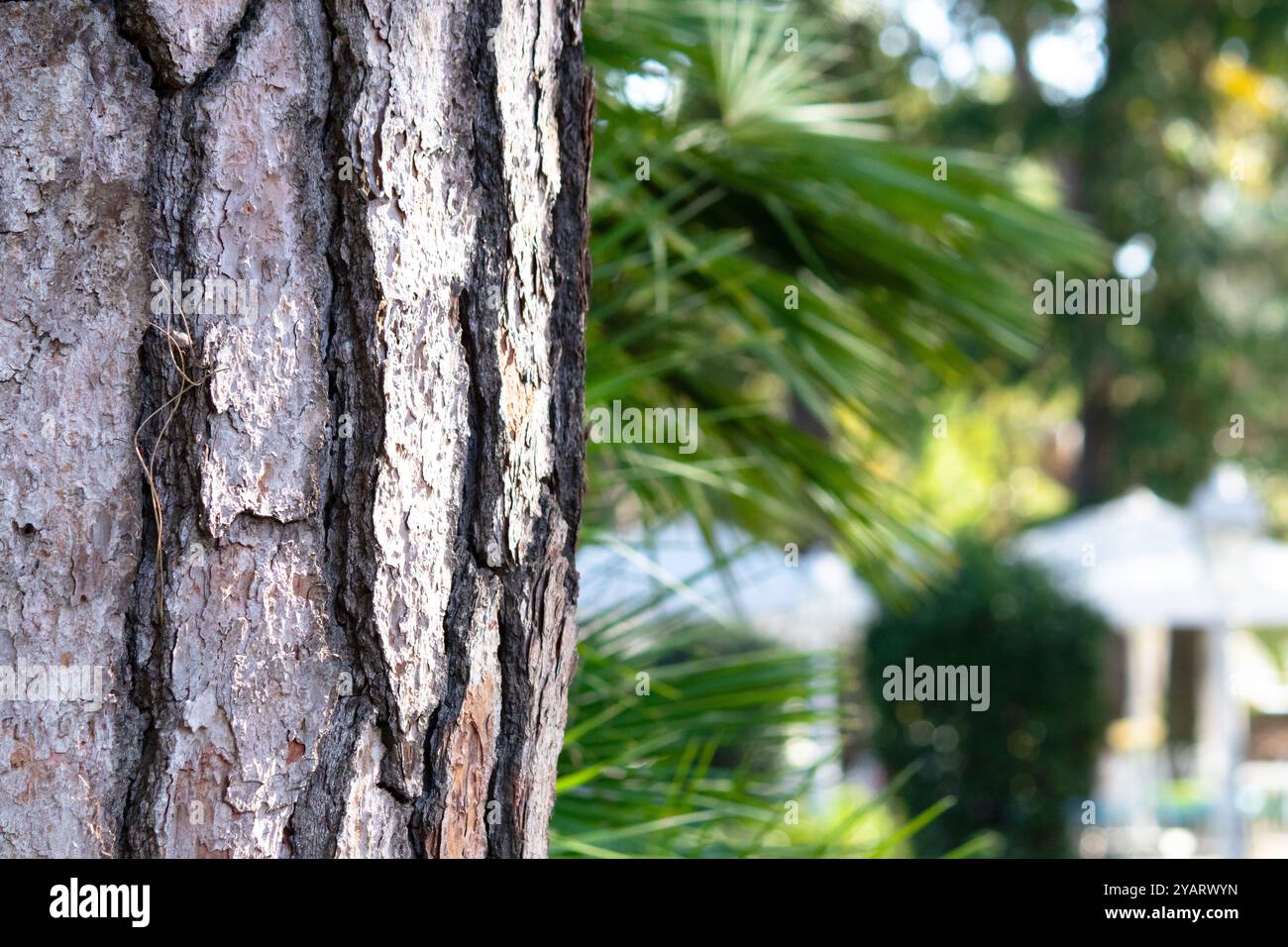 Tree bark texture idea concept. Tree trunk in front of blurred natural ...