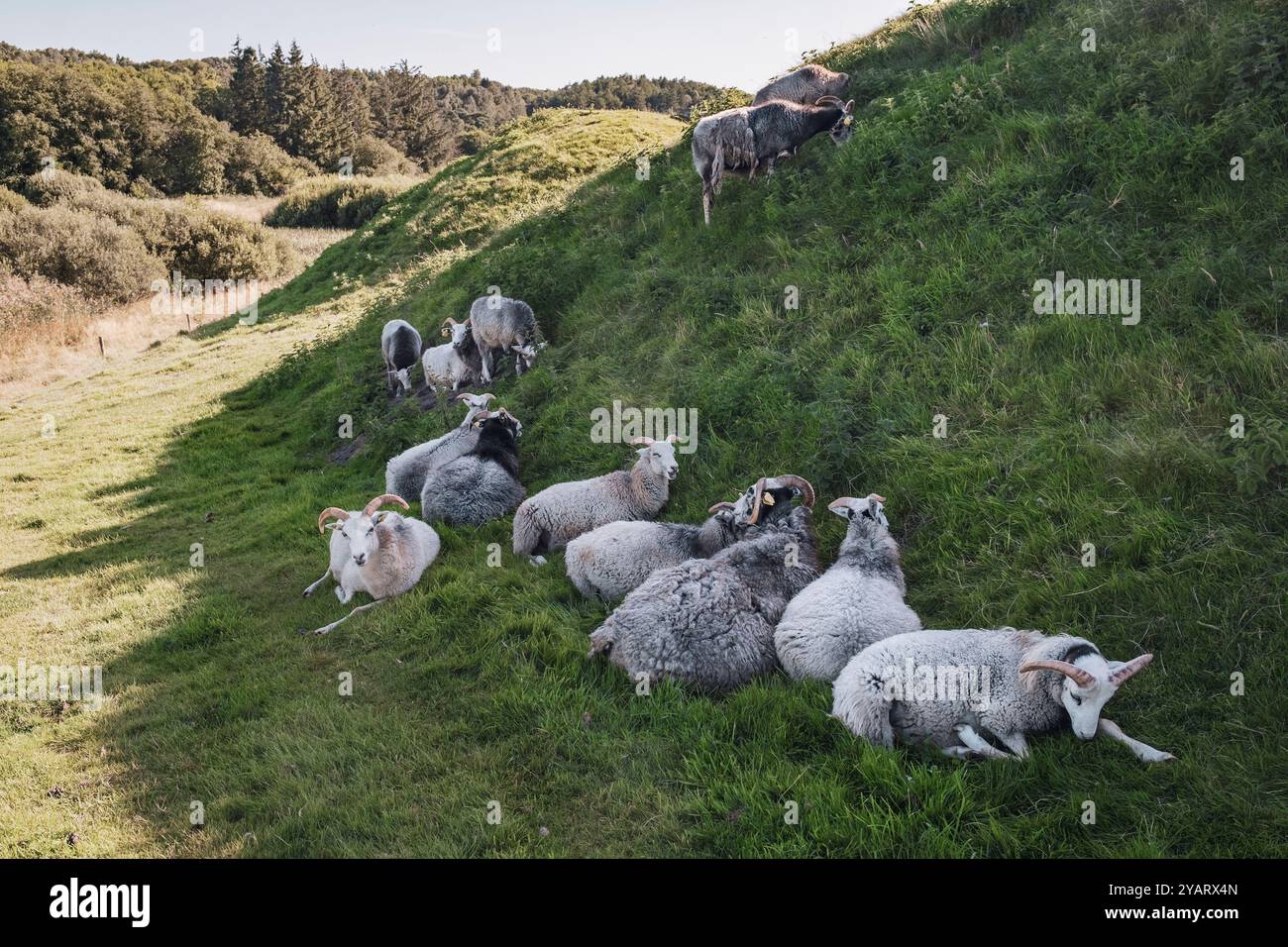 Sheep rest in the shade on a summer day at Fyrkat, a medieval Viking ...