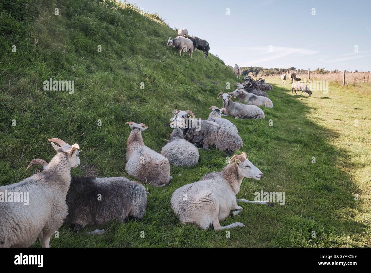 Sheep rest in the shade on a summer day at Fyrkat, a medieval Viking ...