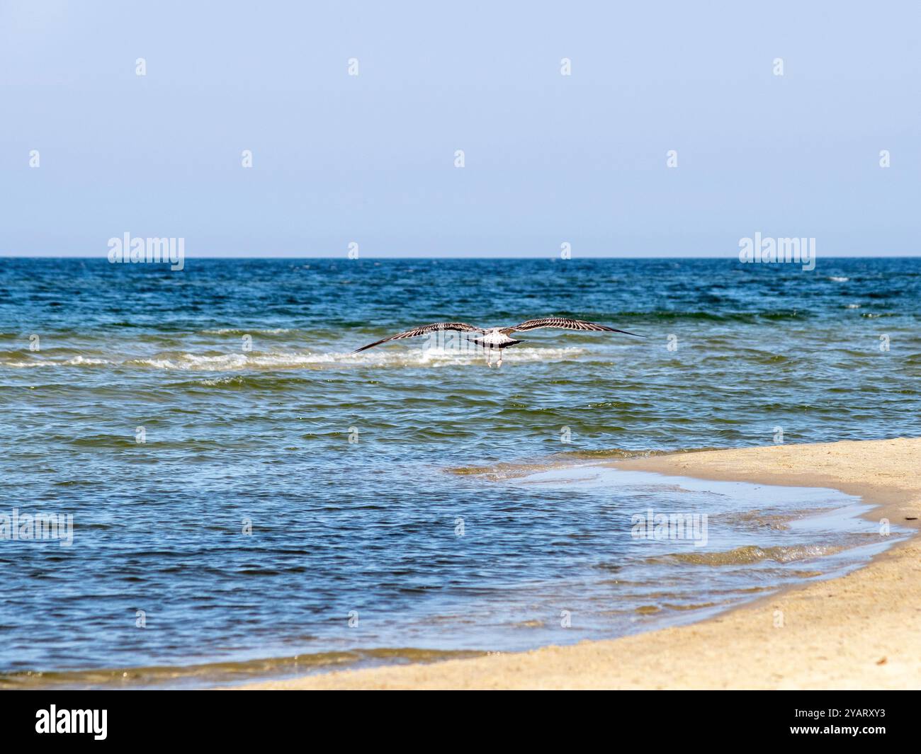 Baltic beach with a visible seagull floating above the water surface ... Baltic beach with a visible seagull floating above the water surface ...