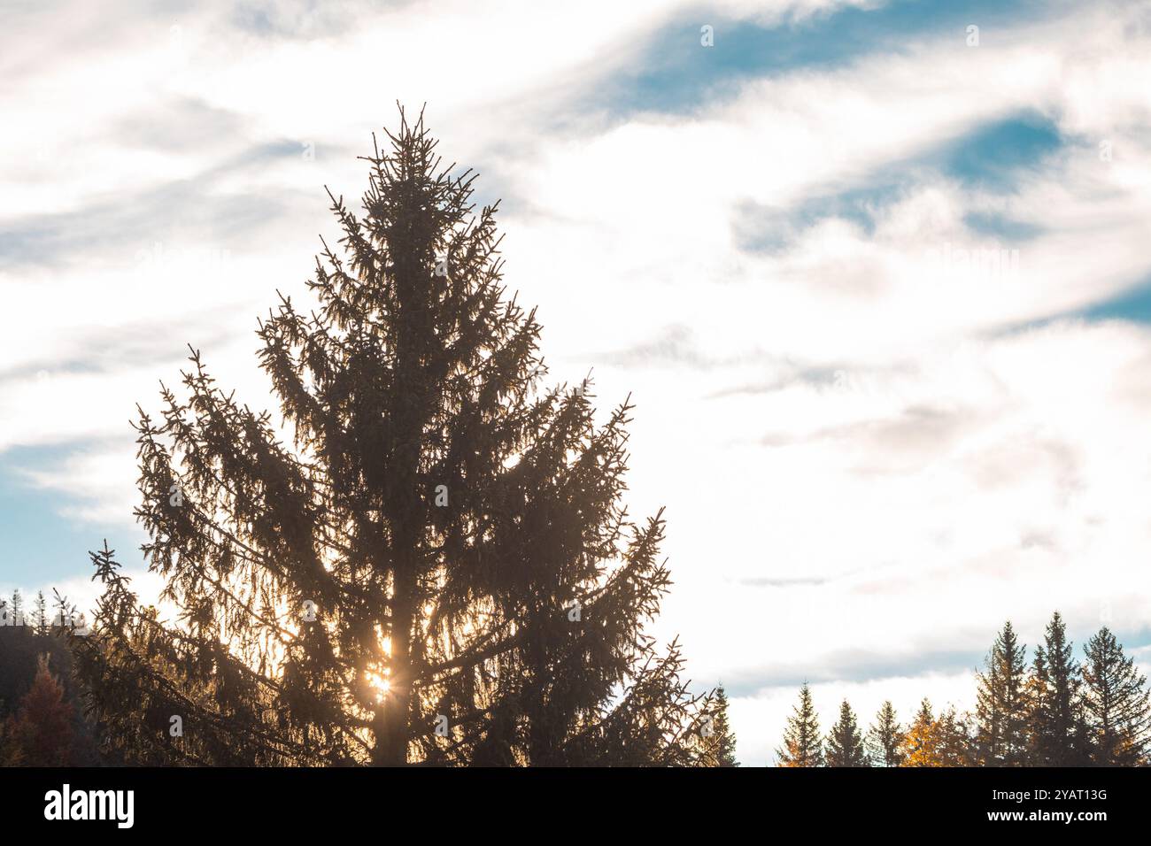 Backlit twigs and branches of a fir by a morining sun, with other trees ...