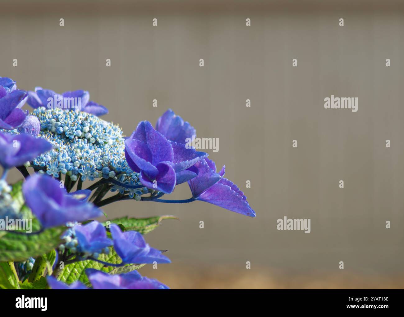 Blooms set hi-res stock photography and images - Alamy