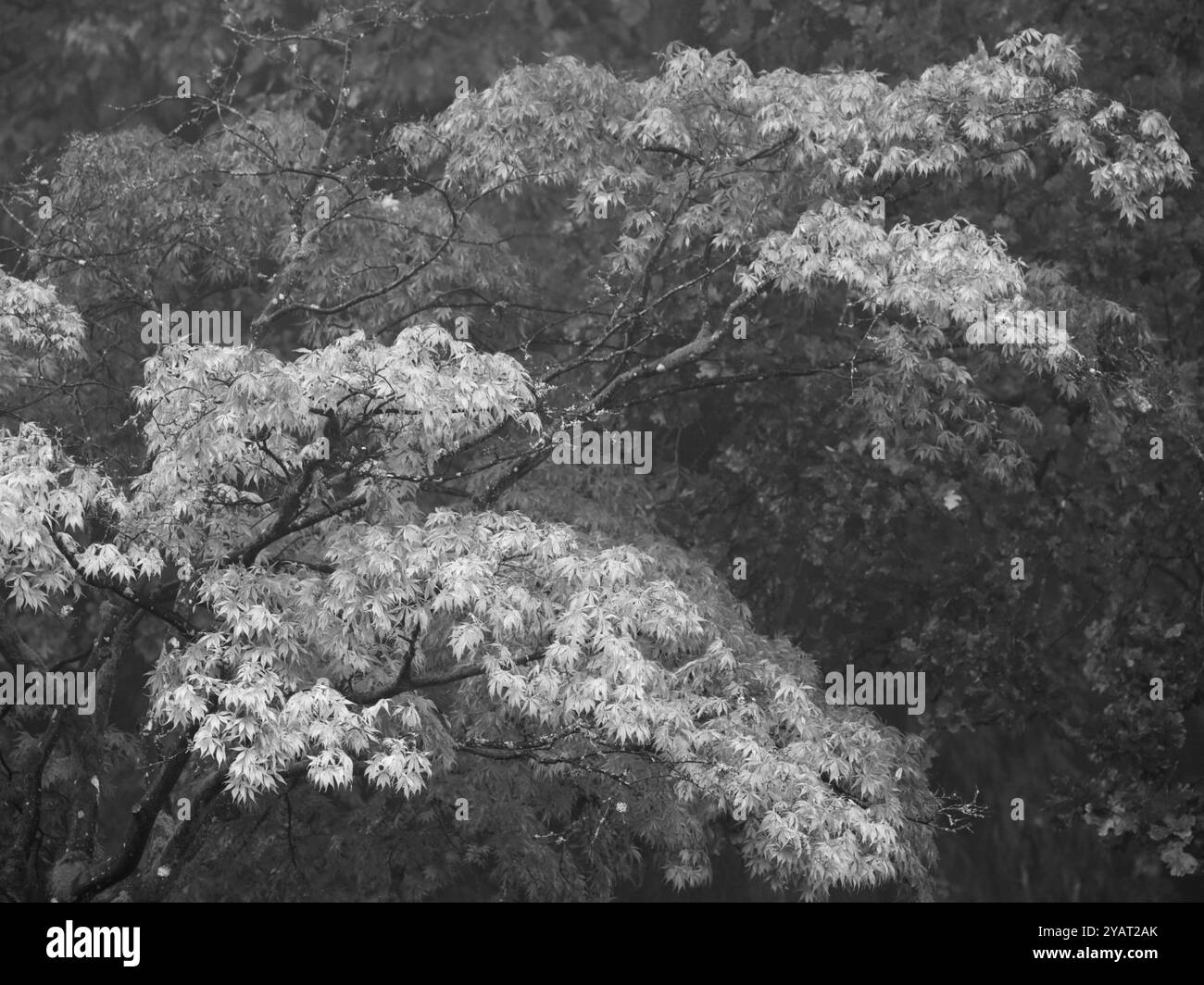 Red leaves colour Black and White Stock Photos & Images - Alamy