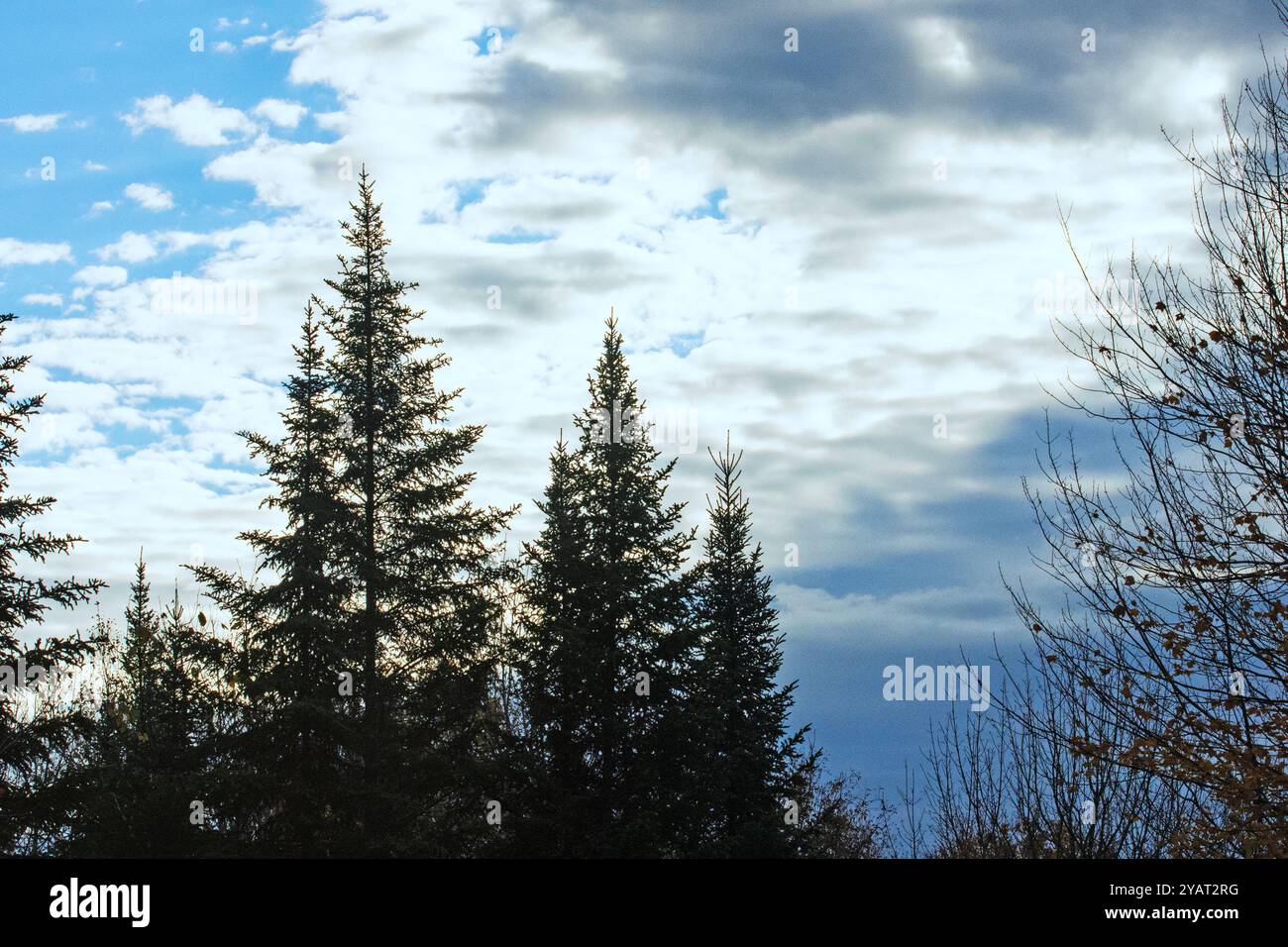 Trees in autmn hi-res stock photography and images - Alamy