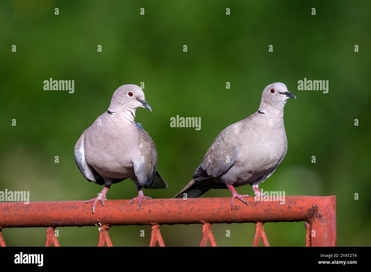 Two eurasian collared doves (Streptopelia decaocto) on the rustic metal ...