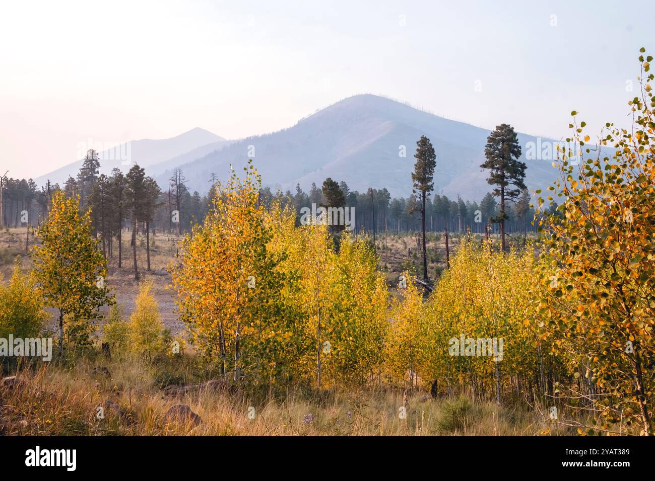 Yellow aspen leaves turning near the Kachina Peaks Wilderness in ...