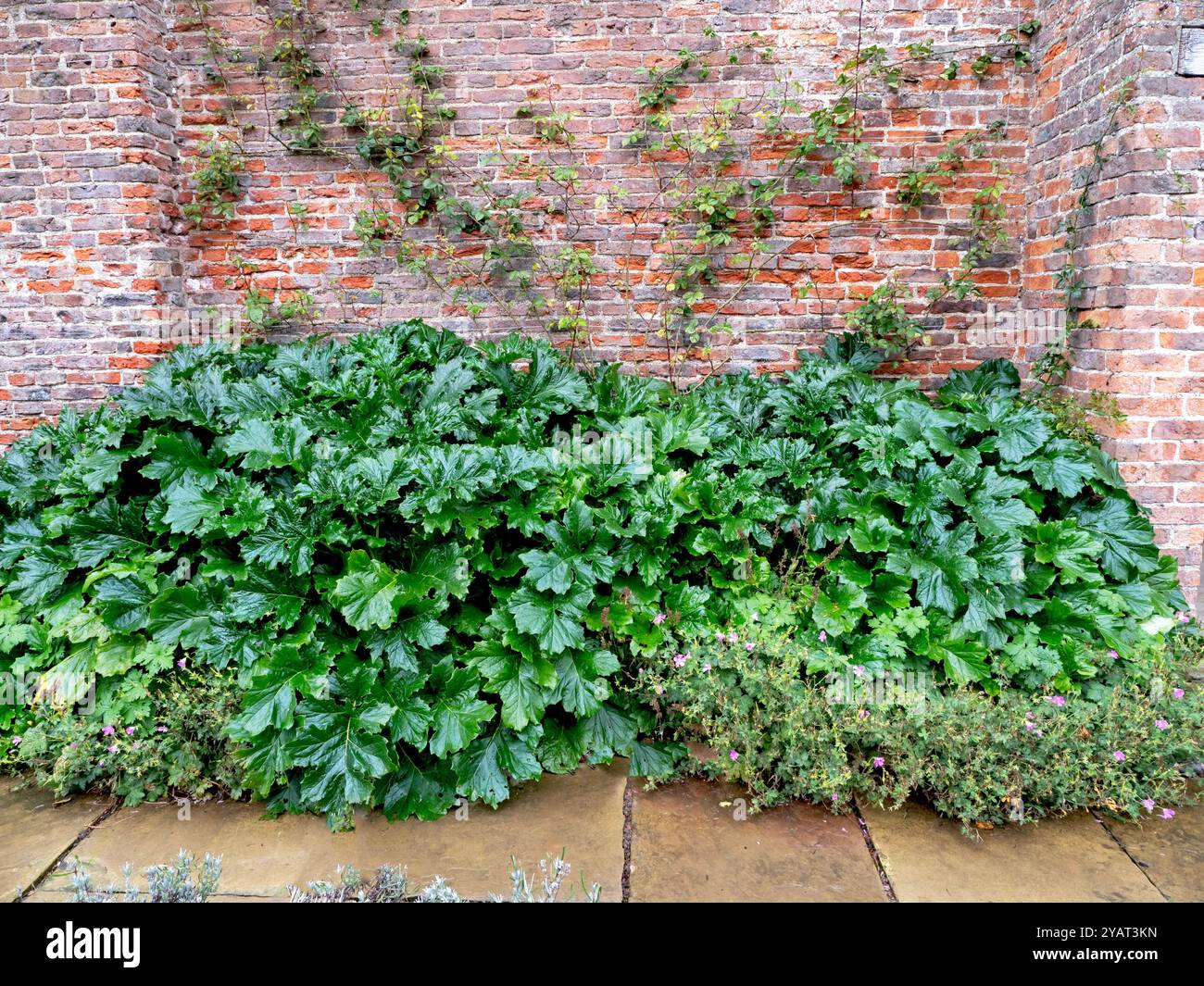 Green leaves of an Acanthus mollis bears breeches plant Stock Photo - Alamy