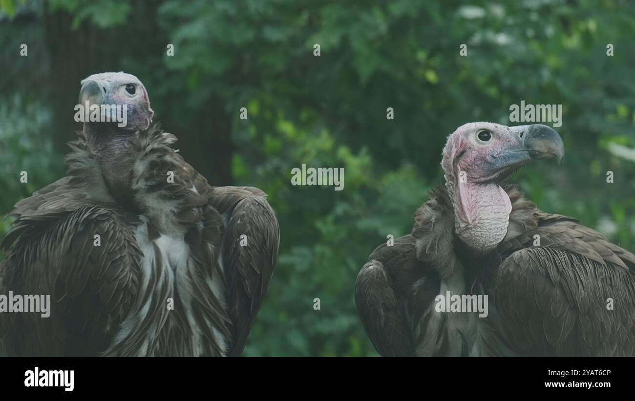 Vulture head skin hi-res stock photography and images - Alamy