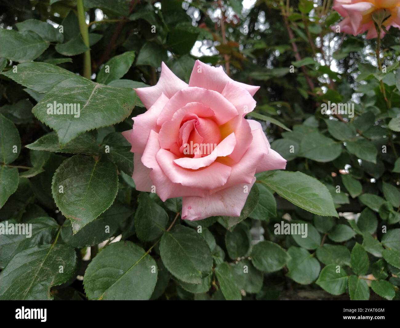 Soft pink rose showcases hi-res stock photography and images - Alamy