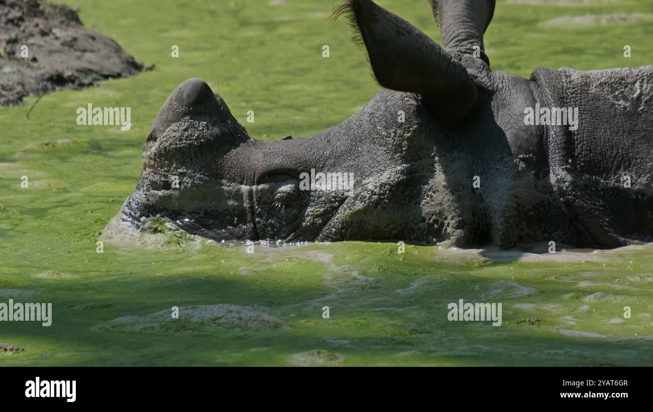 Rhino head muddy hi-res stock photography and images - Alamy