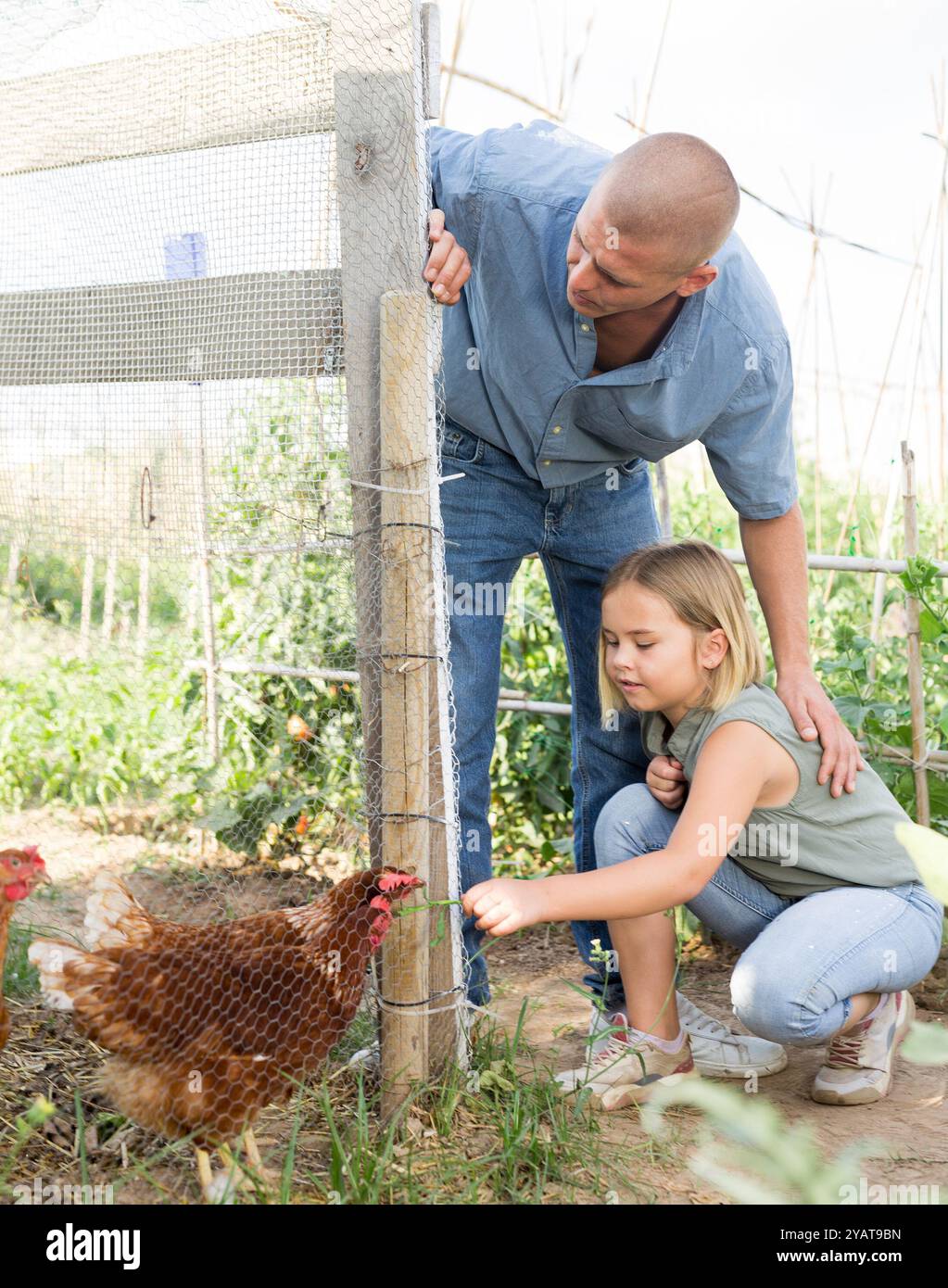 Father and her daughter feed chickens in chicken coop in backyard of ...