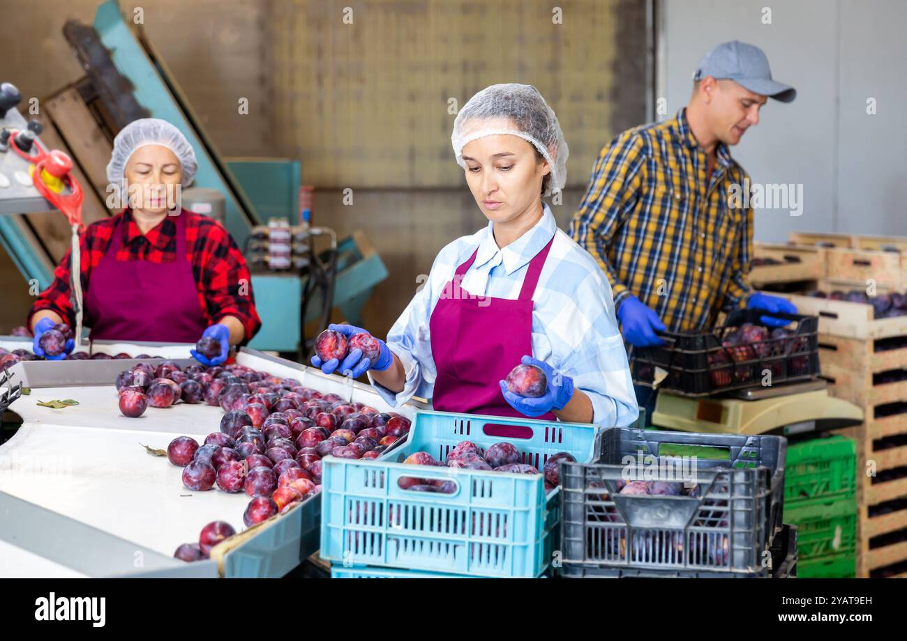 Three workers sorting and packing plums in warehouse Stock Photo - Alamy
