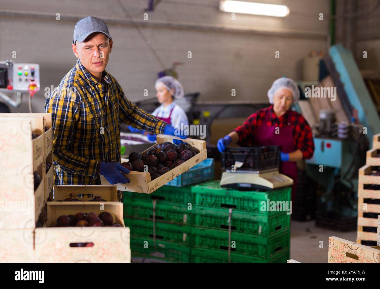 Man stacking boxes with plums at fruit warehouse Stock Photo - Alamy