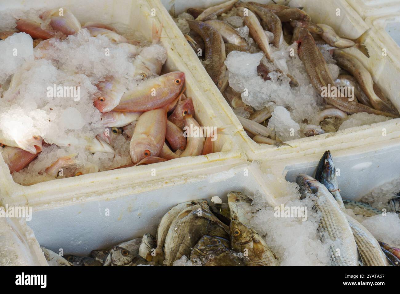 Various types fish displayed hi-res stock photography and images - Alamy