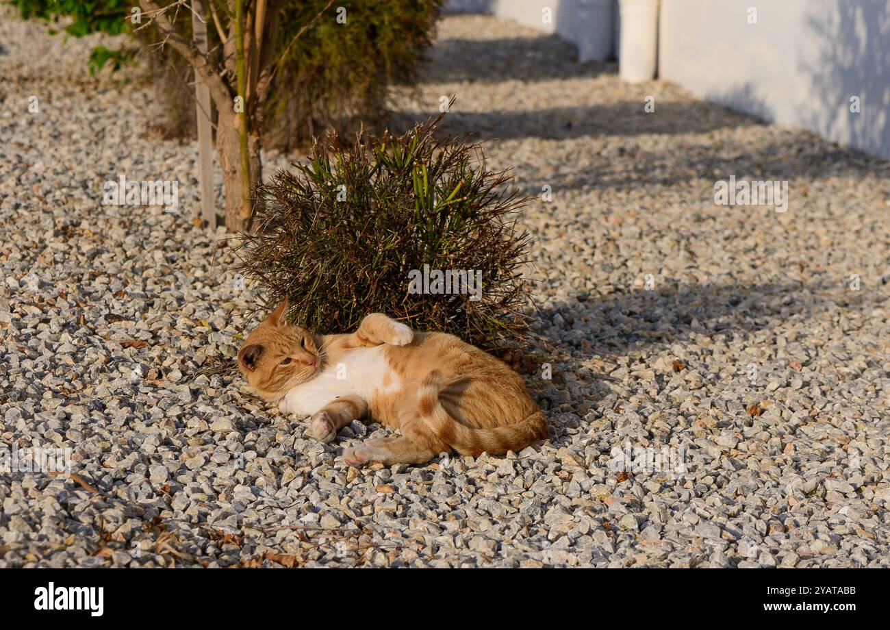 Playfully sprawled hi-res stock photography and images - Alamy