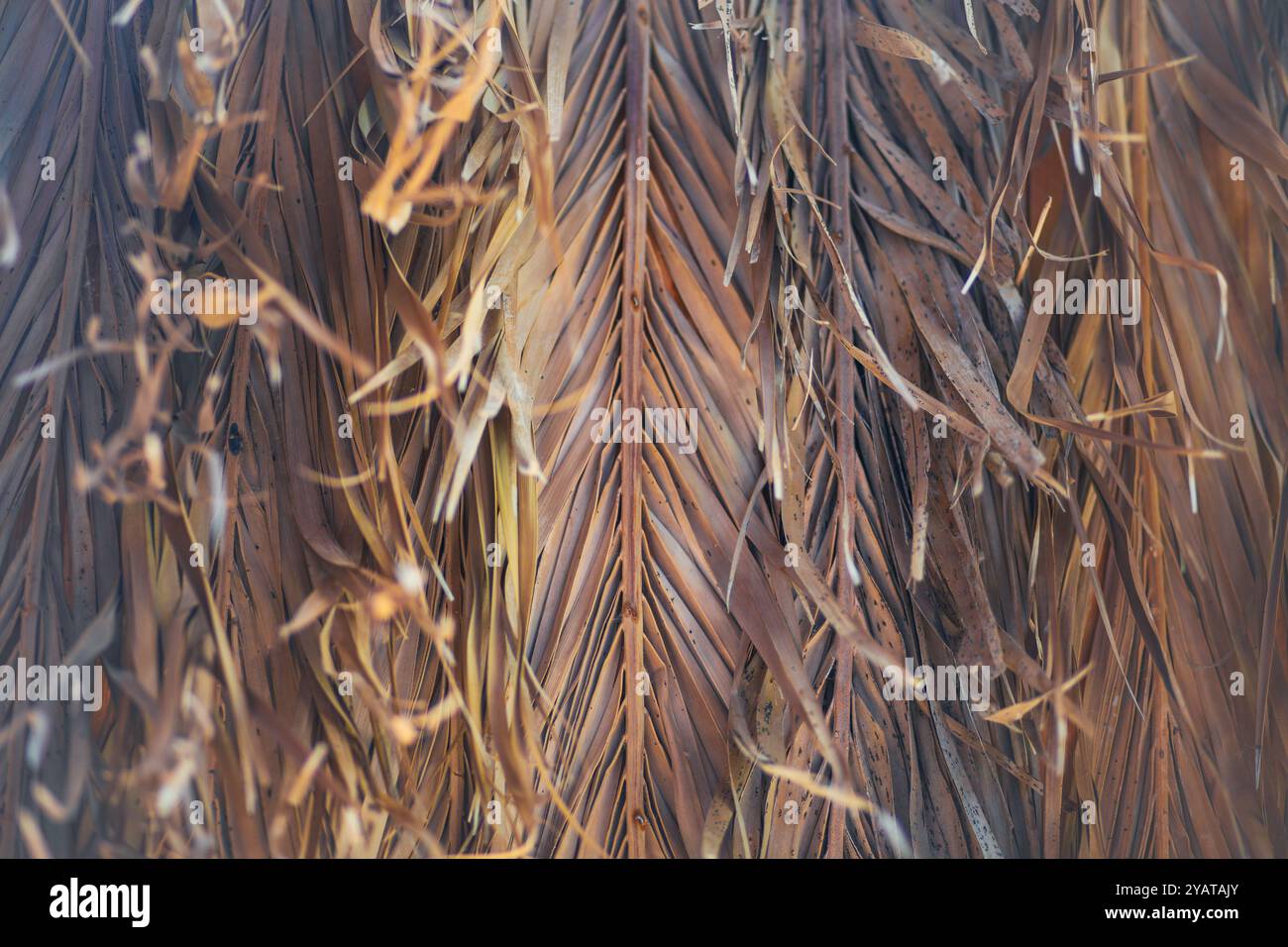 Palm tree leaves branch pattern wooden roof texture background Stock ...