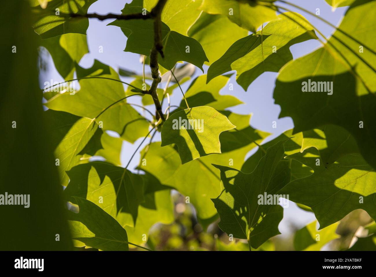 the green foliage of the tulip tree in the summer, the beautiful ...