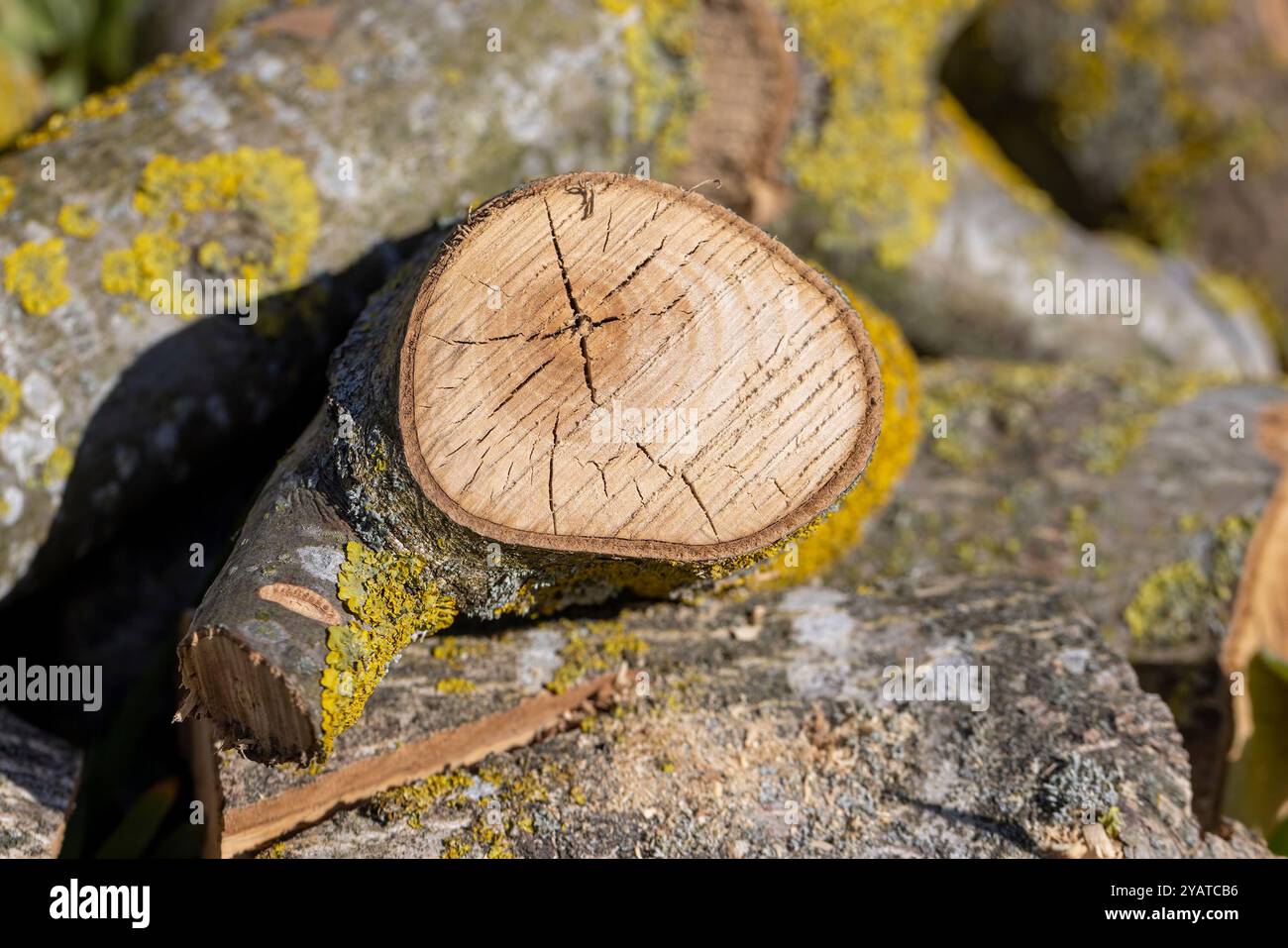 walnut wood in closeup, a sawn walnut trunk into pieces and logs for ...