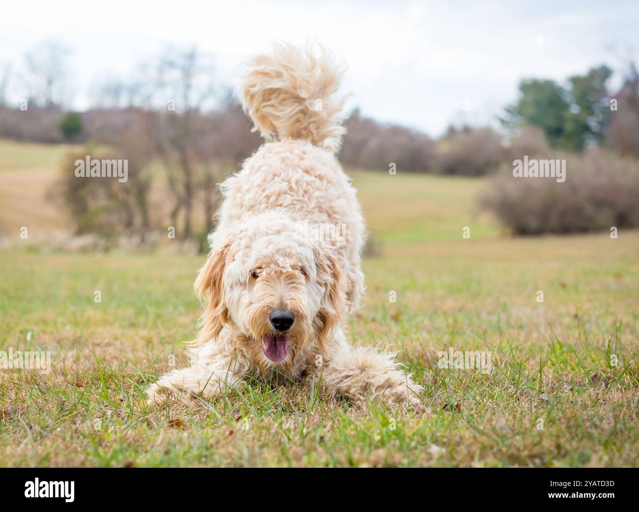 A playful Golden Retriever x Poodle mixed breed dog also known as a ...