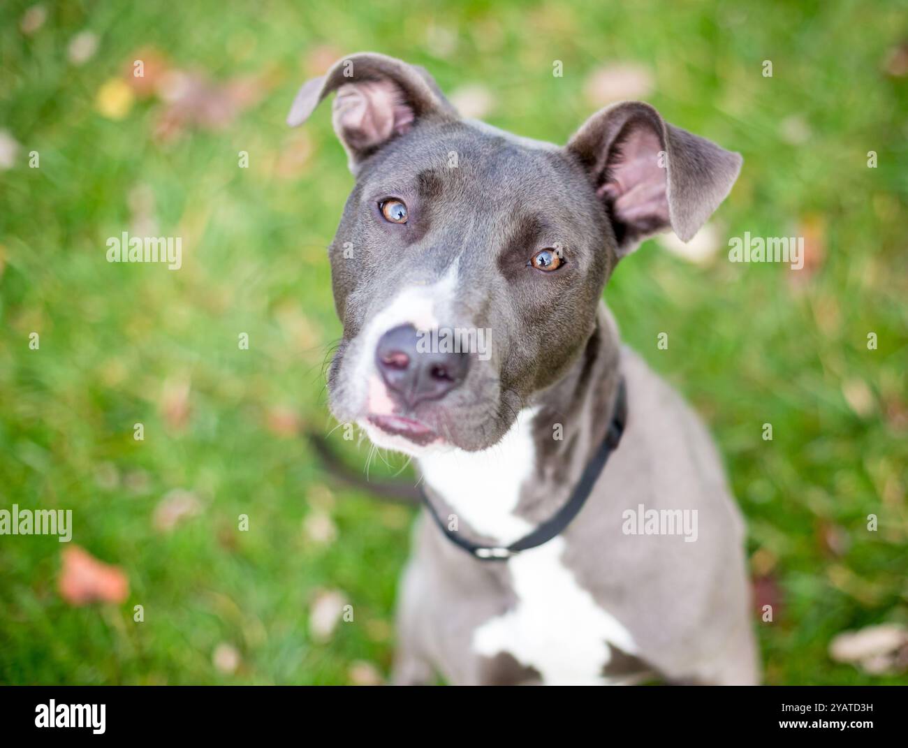 A gray and white Pit Bull Terrier mixed breed dog with large floppy ...