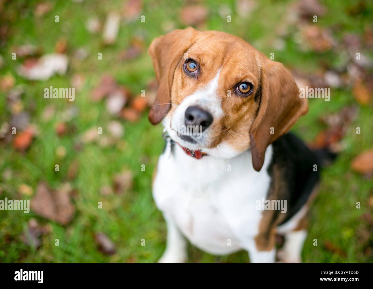 A purebred tricolor Beagle dog looking up and listening with a head ...