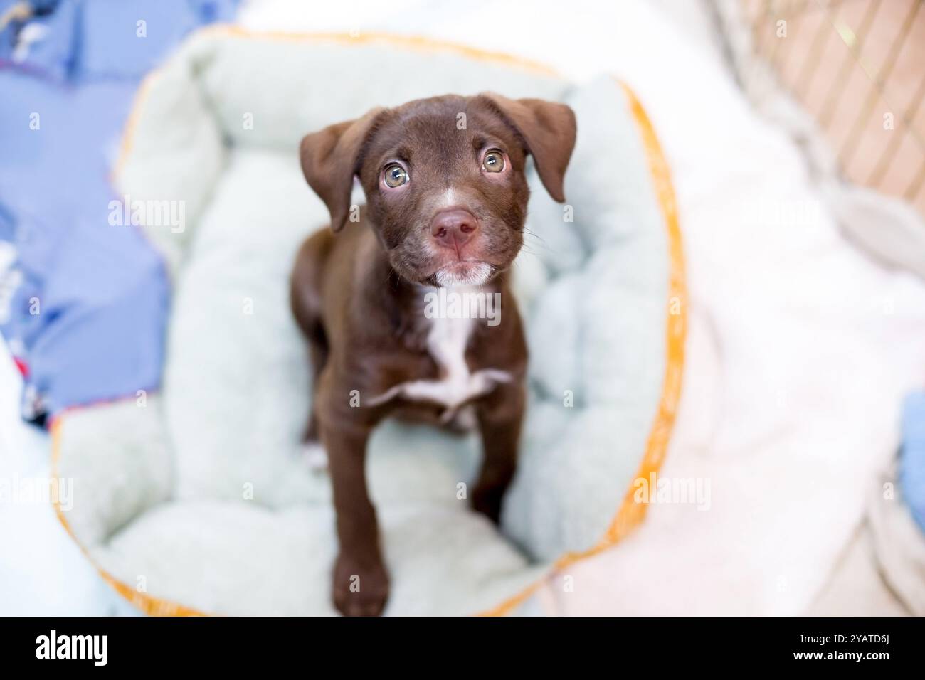 A cute young Retriever x Pit Bull Terrier mixed breed puppy sitting on ...