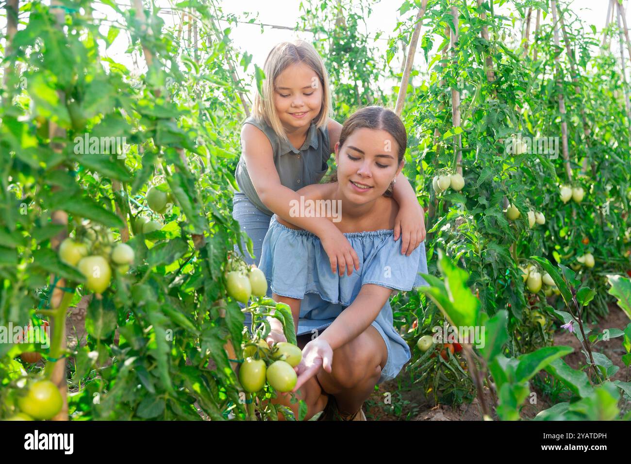 Teenage daughter helps mom look after tomato sprouts in garden Stock ...