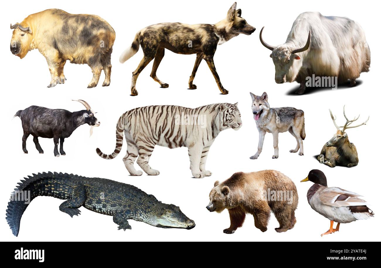 asia animals isolated Stock Photo - Alamy