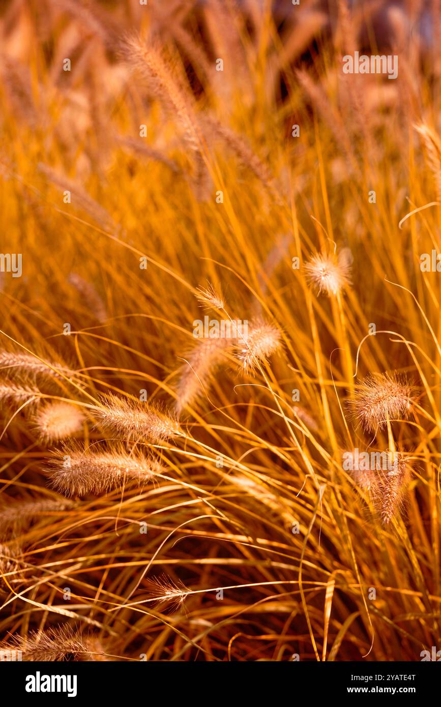 Photo of spikelets in an autumn field illuminated by the sun Stock ...