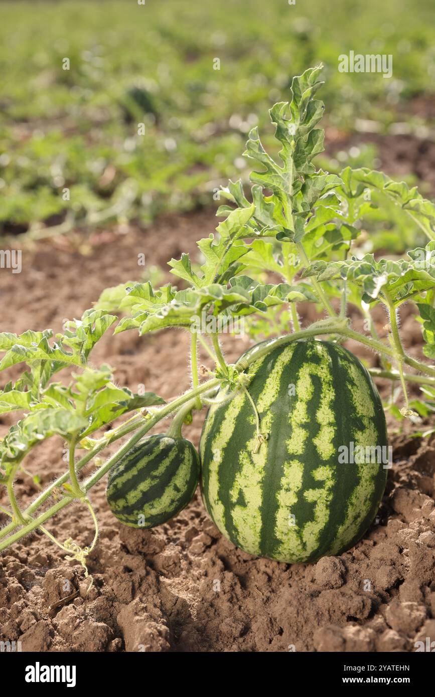 Melon ripening on soil hi-res stock photography and images - Alamy