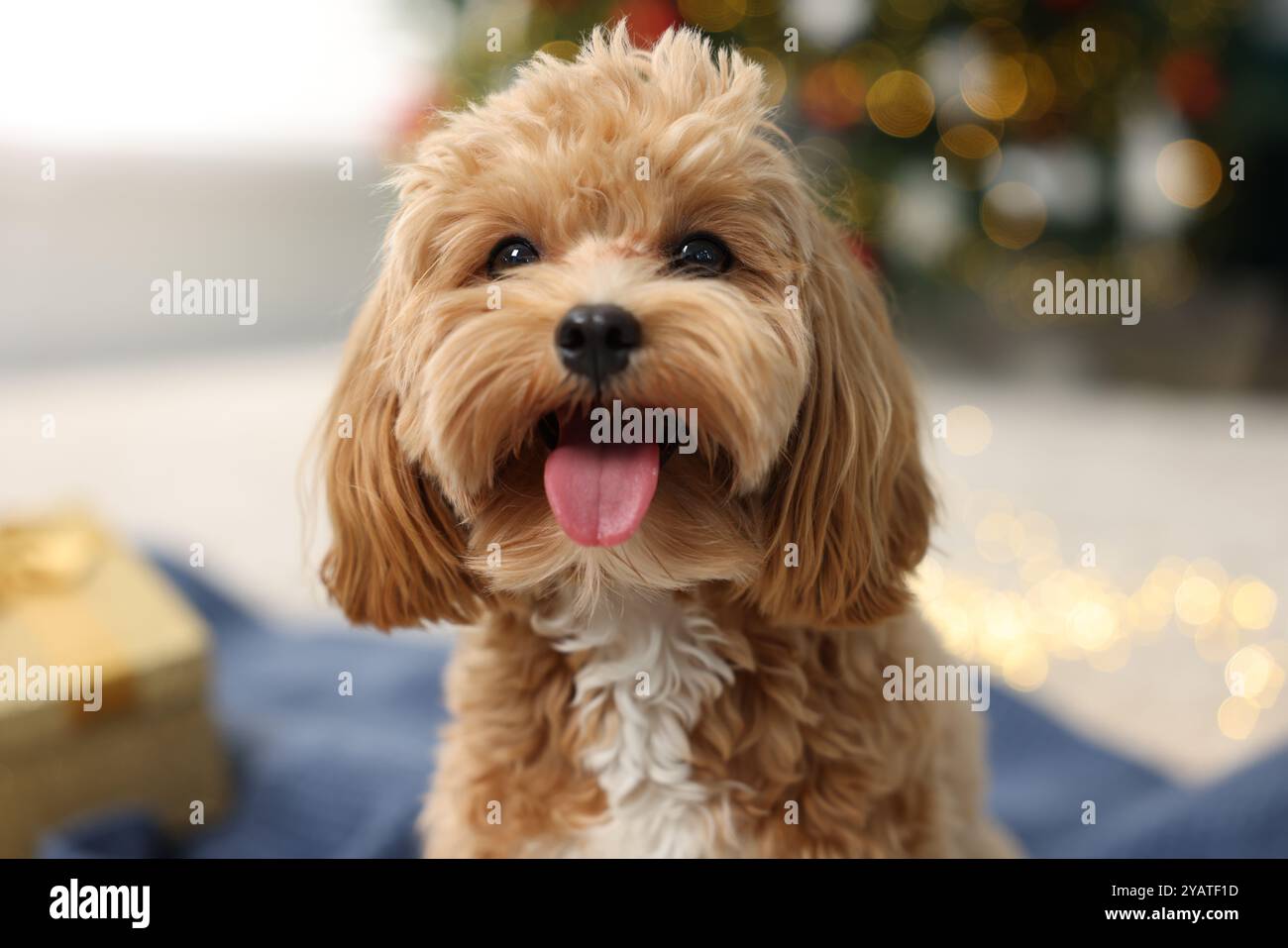 Cute Maltipoo dog in room decorated for Christmas Stock Photo - Alamy