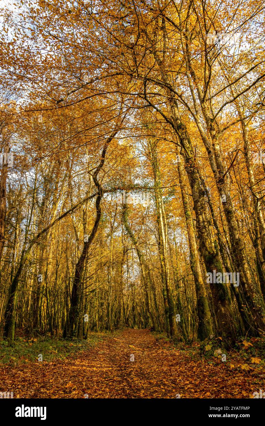 Forest during vibrant sunset hi-res stock photography and images - Alamy