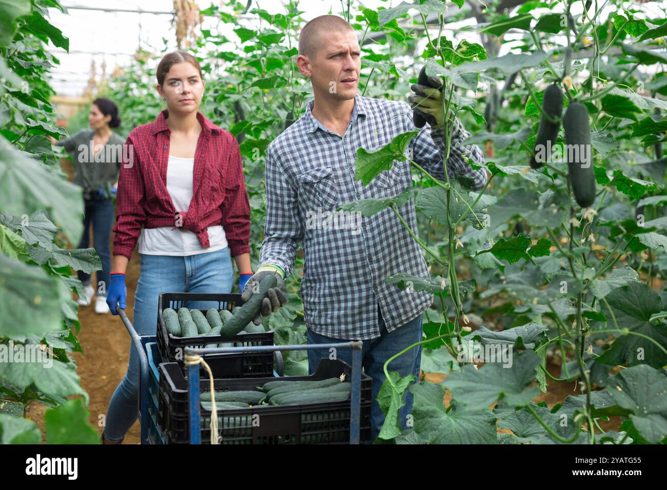 Successful farm family engaged in growing of organic vegetables in ...