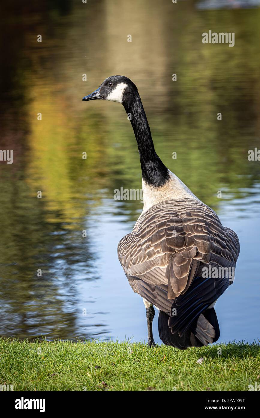 Canada goose canadensis standing field hi-res stock photography and ...