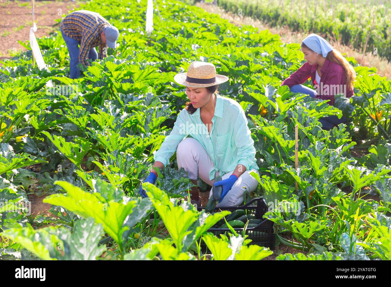 Two women and one man picking marrows Stock Photo - Alamy
