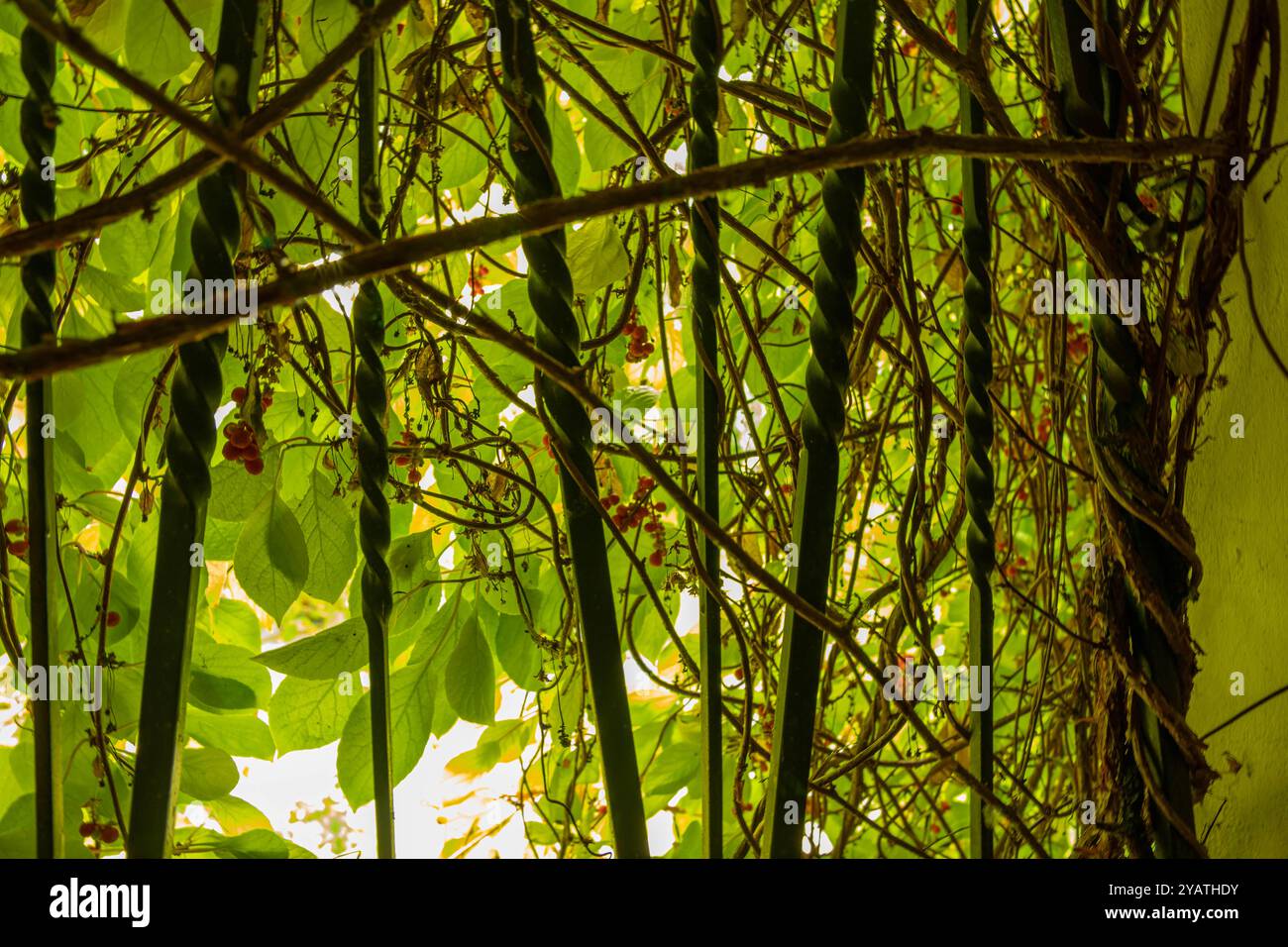 Castle gate archway with ivy. Castle gate archway covered with green ...