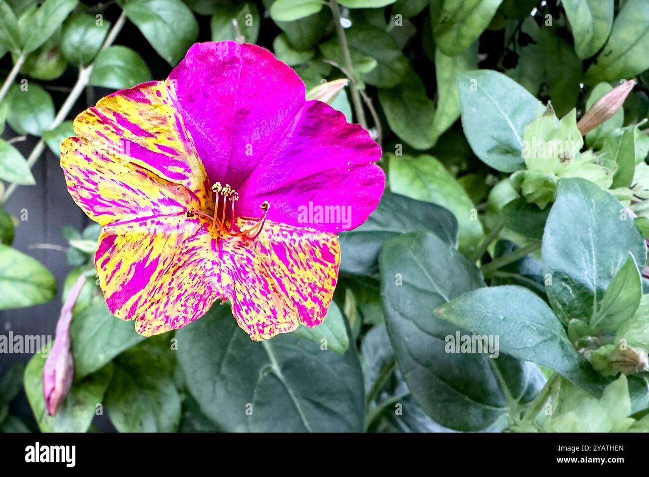 genetic manipulated plant, flower with two kind of petals, a garden in ...