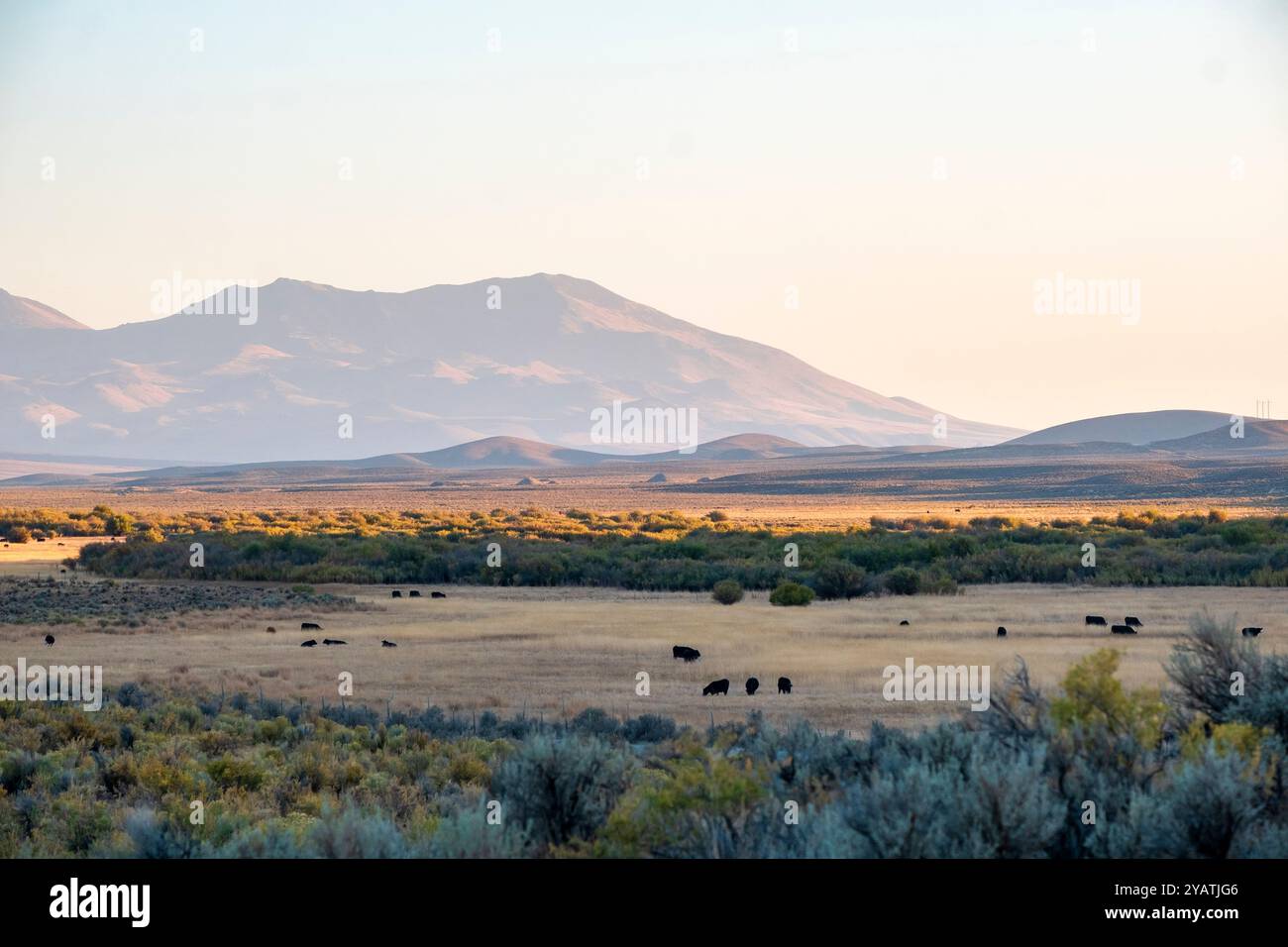 Cattle grazing in open range along Salmon Falls Creek in the Great ...