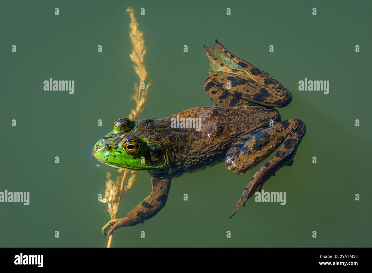 American Bullfrog (Lithobates catesbeianus), floating in still water ...