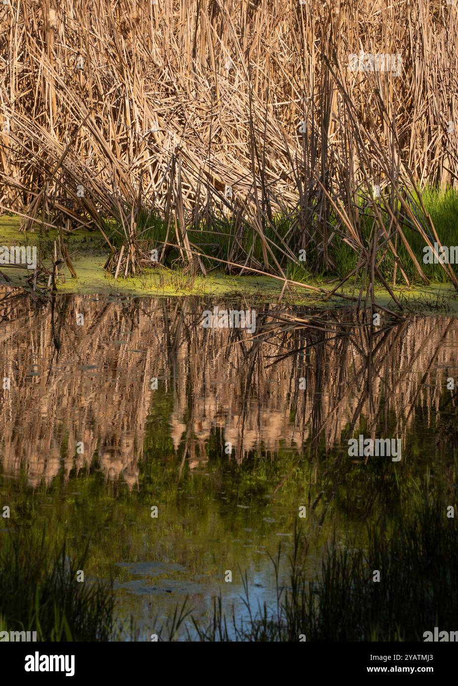 Marsh grasses in water hi-res stock photography and images - Alamy