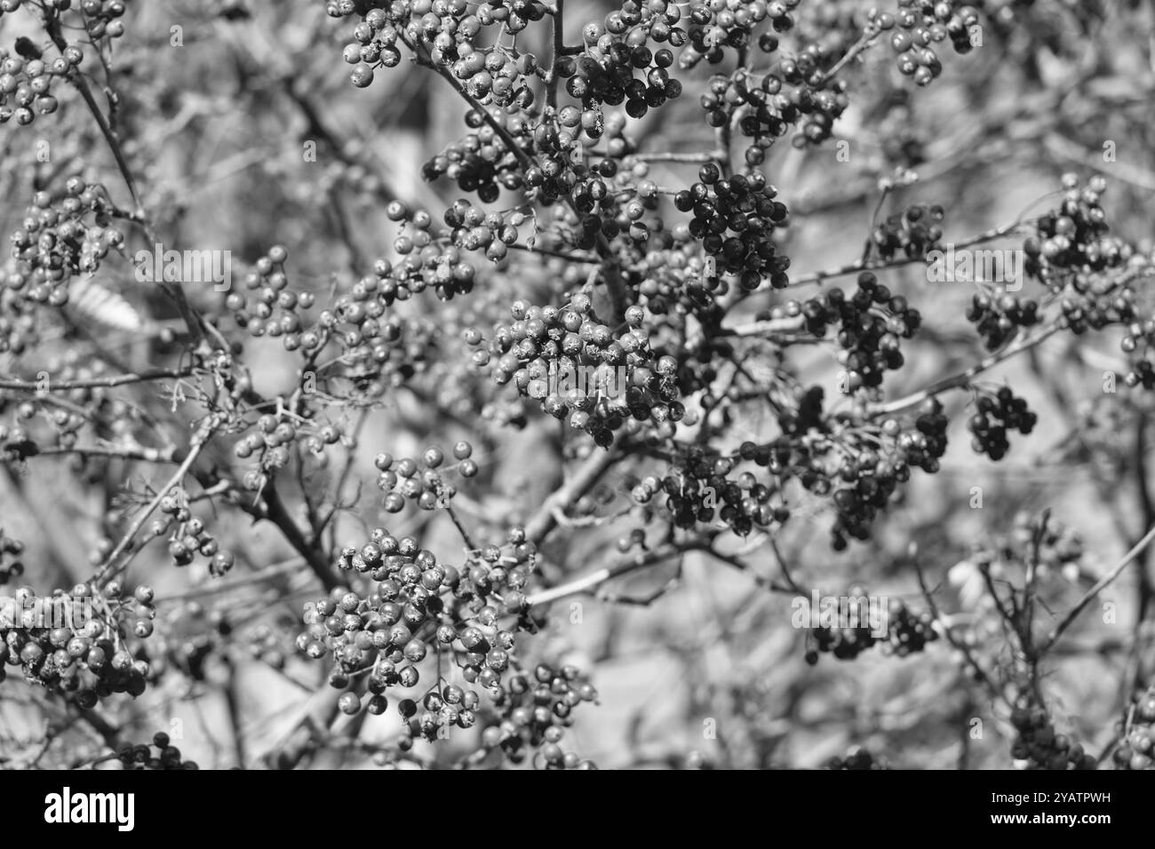 Rowan tree in autumn berries Black and White Stock Photos & Images - Alamy