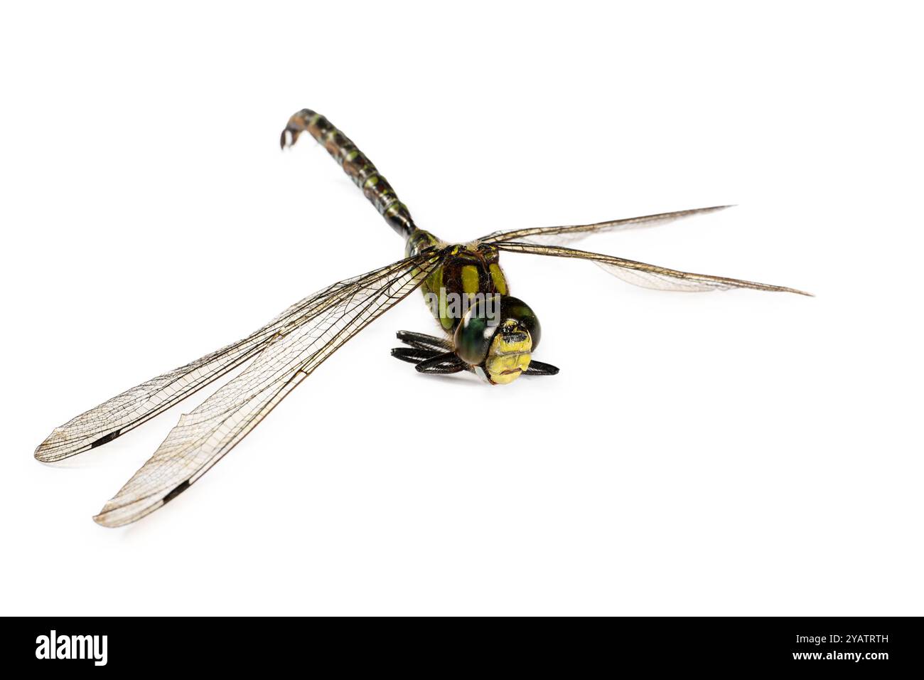 One dragonfly isolated on white. Beautiful insect Stock Photo - Alamy