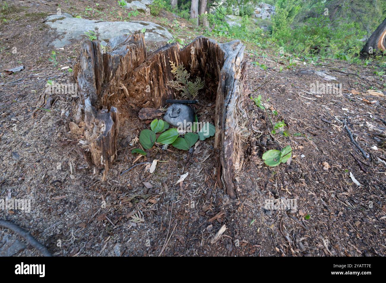 A Happy Face Painted on a Rock Placed Inside of a Rotted Tree Stump ...