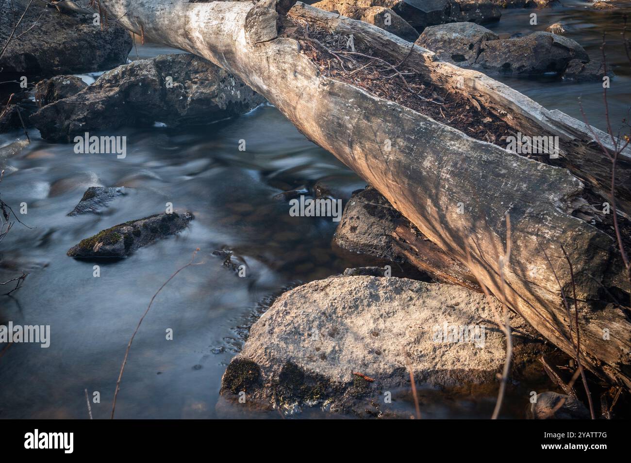 This old rotting smooth log spans across some exposed rocks in a ...