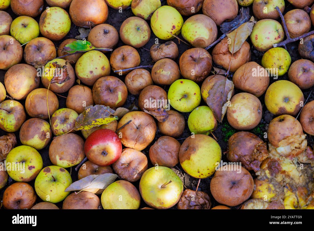 There are diseases in garden, apples that fall from trees rot in garden ...