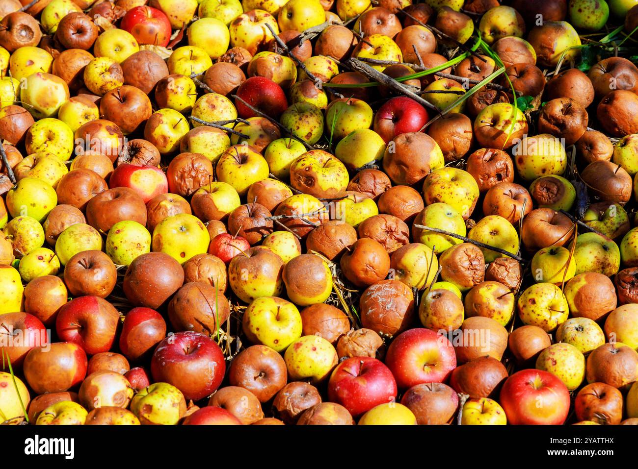 Garden is infected with diseases, apples falling from trees rot in ...