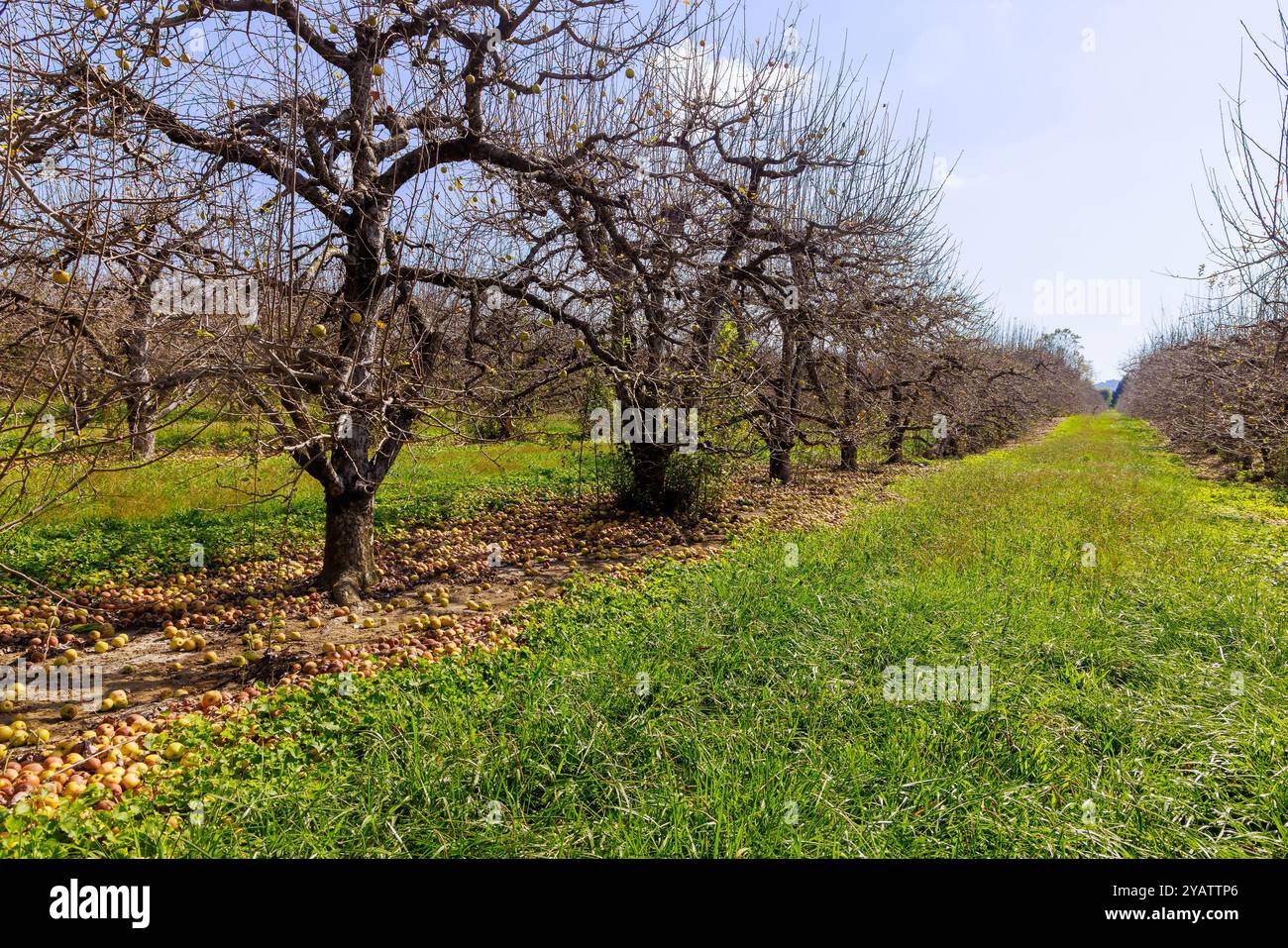 Infestations of diseases in gardens, decaying apples falling from trees ...