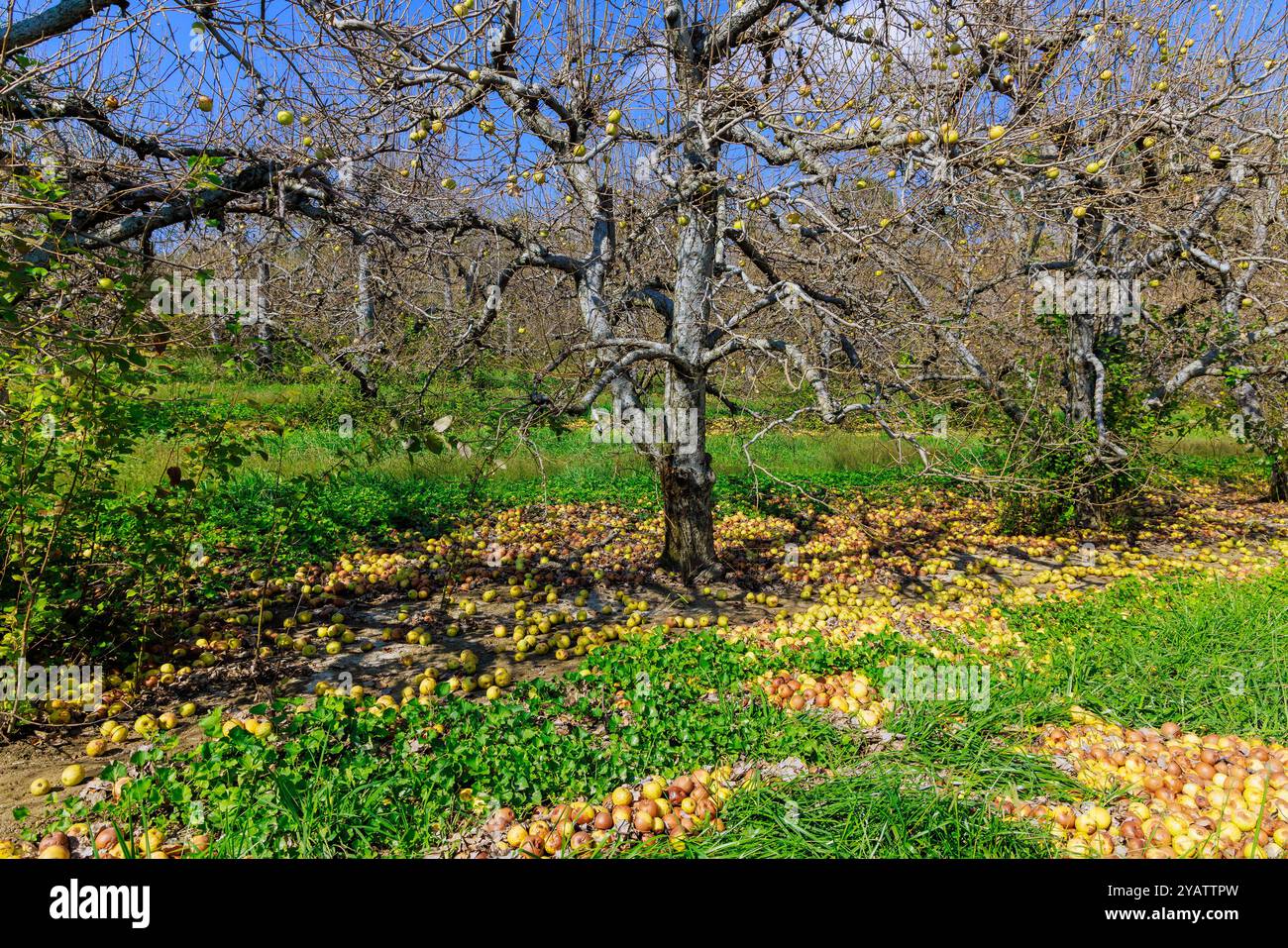 Garden has been infected with an infectious disease rotten apples have ...