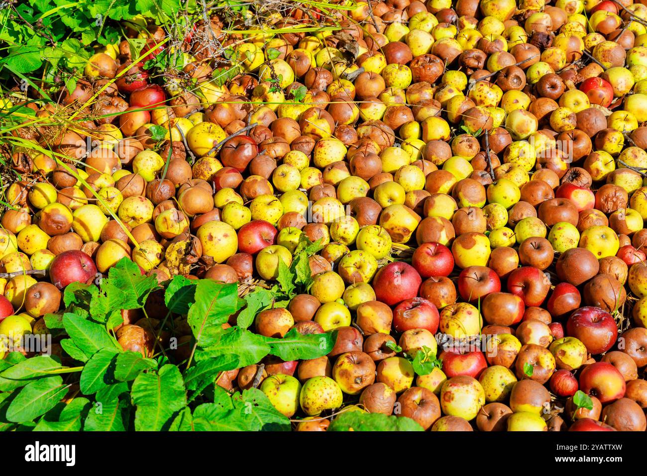 Infected gardens, decaying apples that fell from trees Stock Photo - Alamy