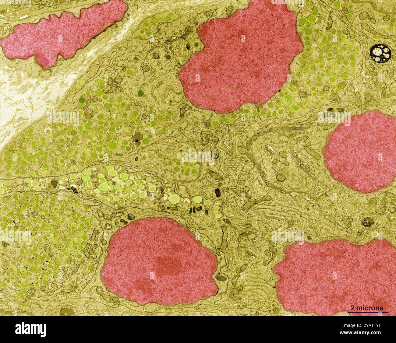 Coloured transmission electron micrograph (TEM) of a section through an islet of Langerhans in ...